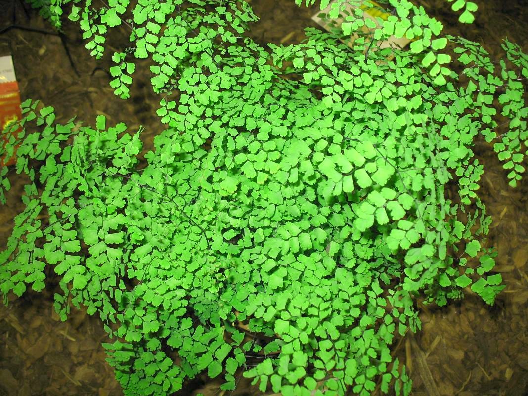 Online Plant Guide - Adiantum raddianum 'Fragrans' / Maidenhair Fern