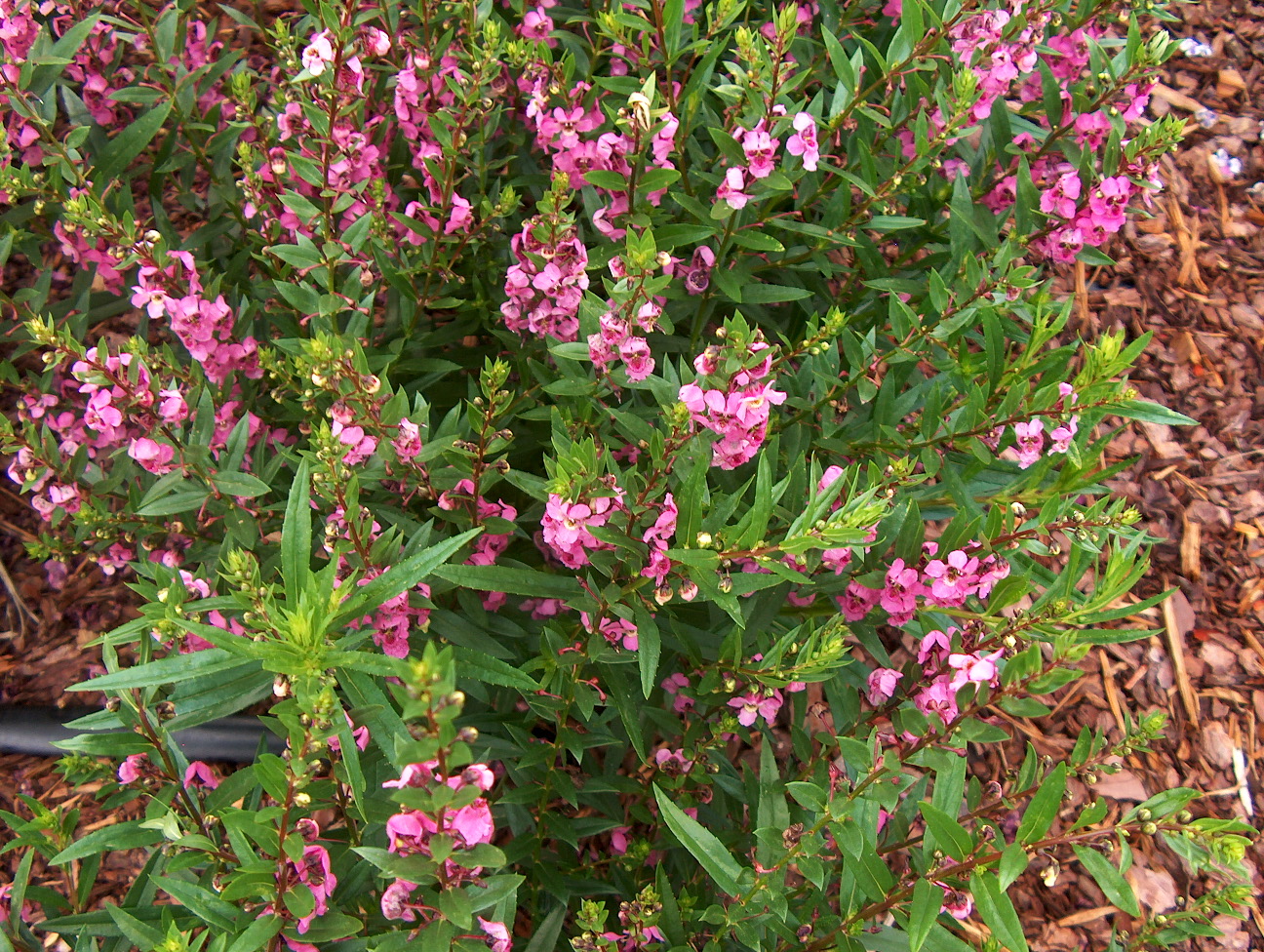 Online Plant Guide - Angelonia 'Angelmist Dark Rose' / Summer Snapdragon
