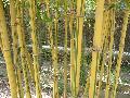 OnlinePlantGuide.com - Bamboos