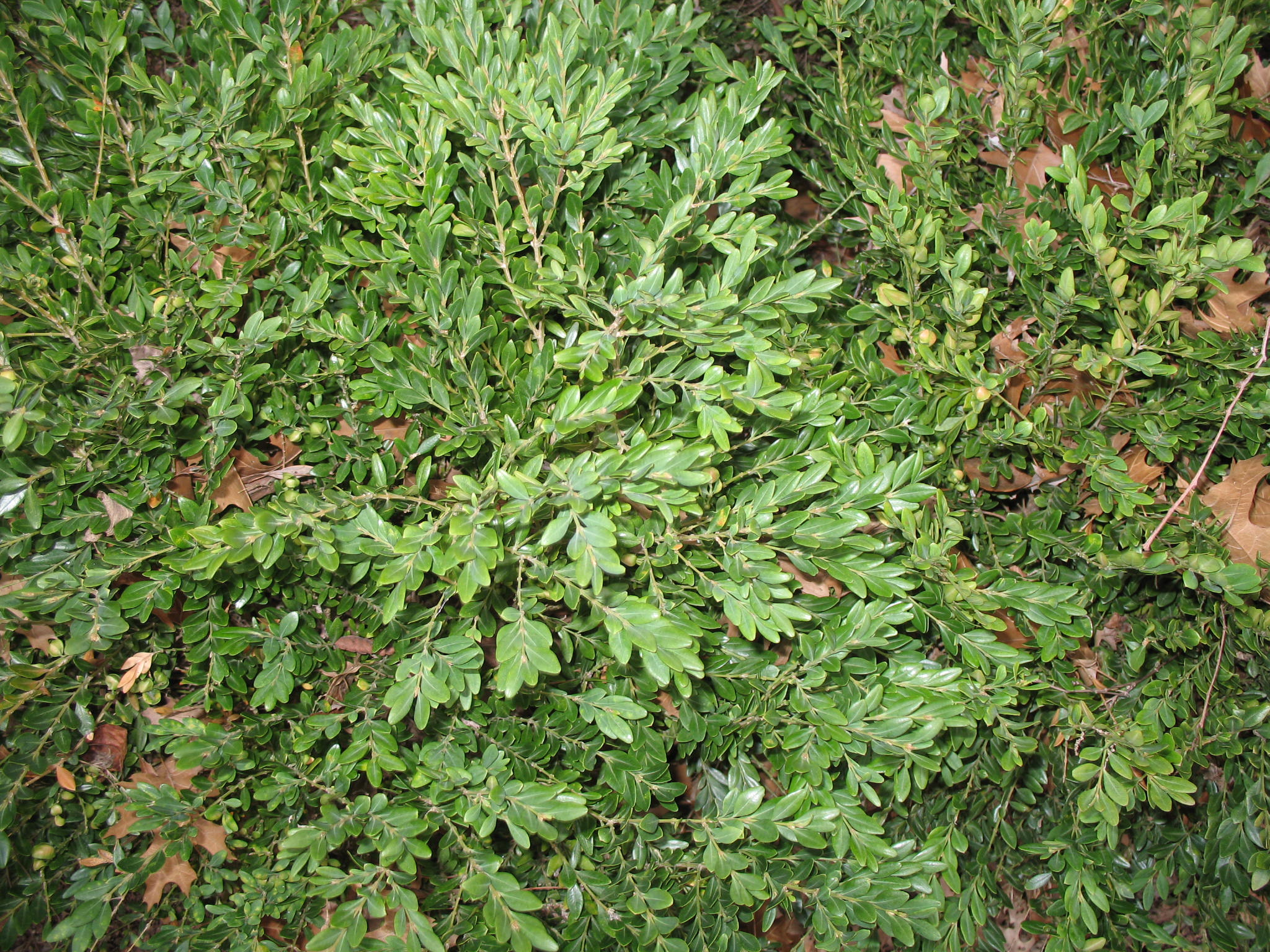 Online Plant Guide - Buxus 'Green Gem' / Green Gem Boxwood