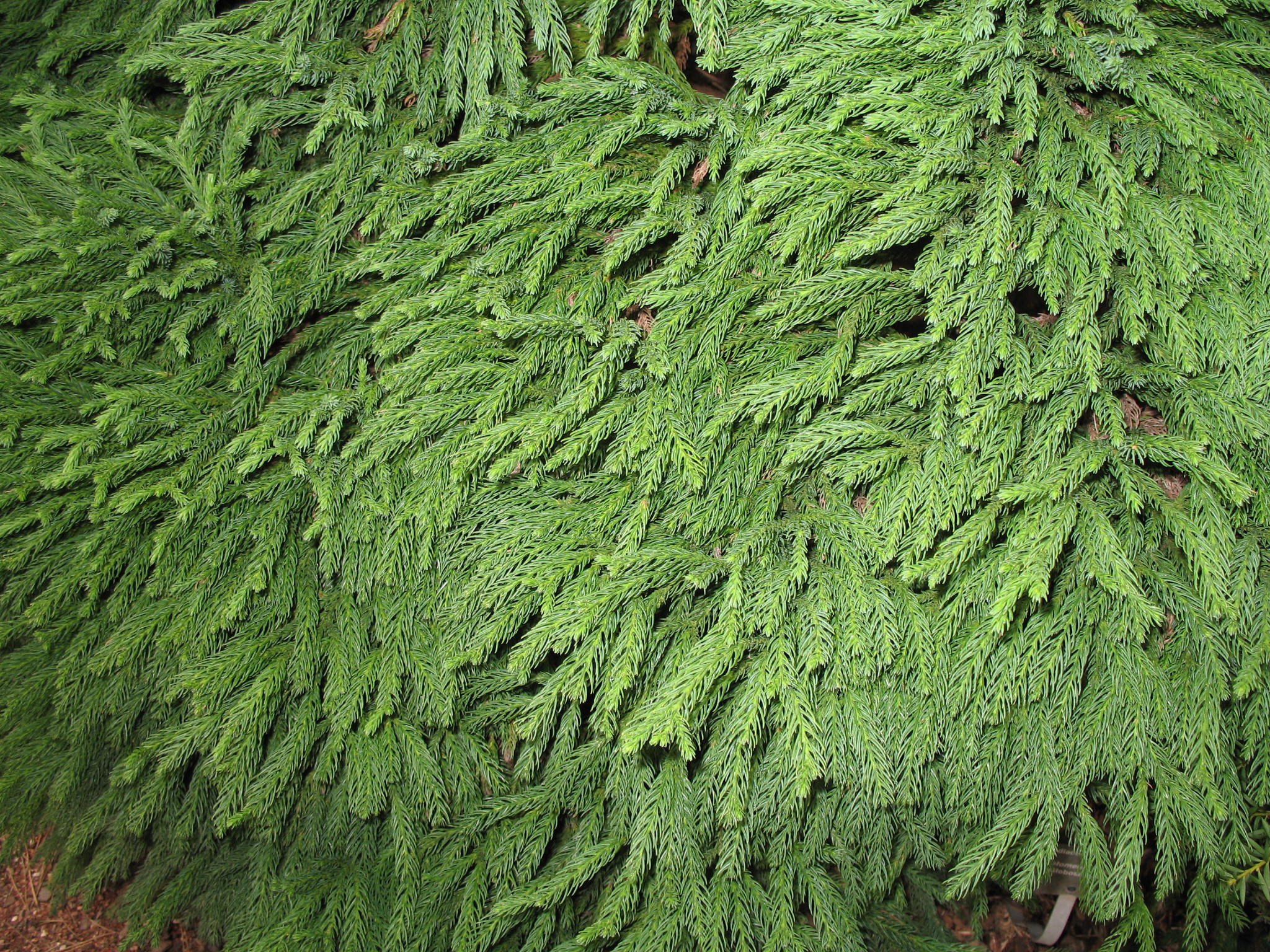 Online Plant Guide - Cryptomeria japonica 'Globosa Nana' / Dwarf ...