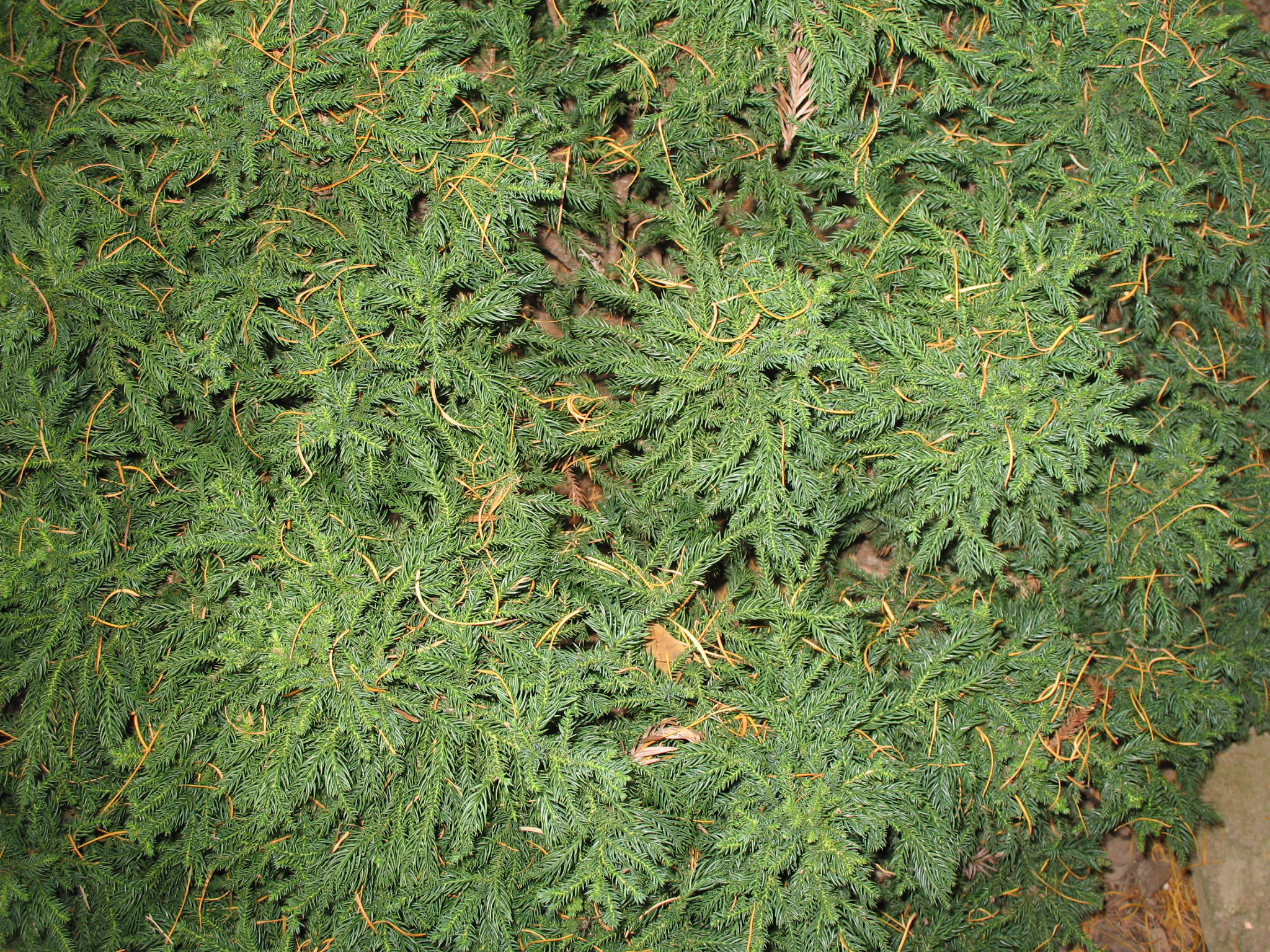 Online Plant Guide - Cryptomeria japonica 'Koshyi' / Japanese Cedar
