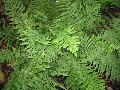 OnlinePlantGuide.com - Ferns
