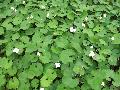 OnlinePlantGuide.com - Ground Covers