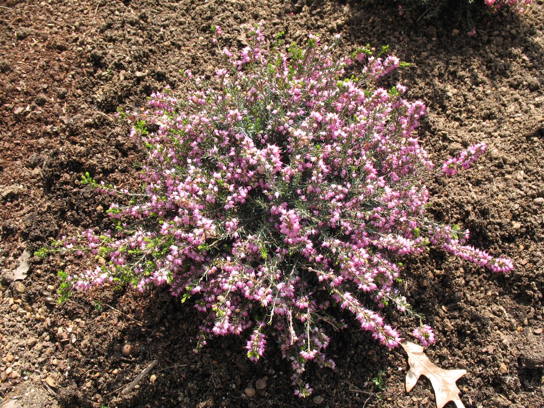 Online Plant Guide - Erica multiflora / Heath