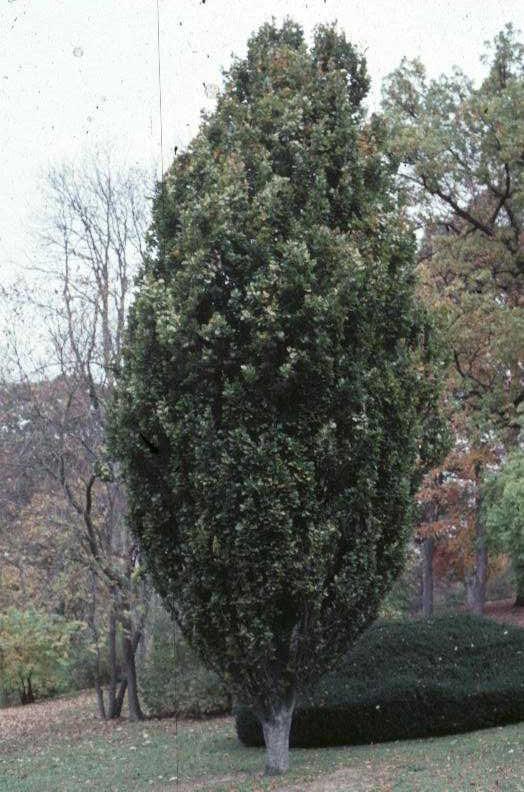 Online Plant Guide - Fagus sylvatica 'Dawyck' / Dawyck Purple European ...