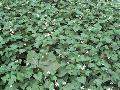 OnlinePlantGuide.com - Ground Covers