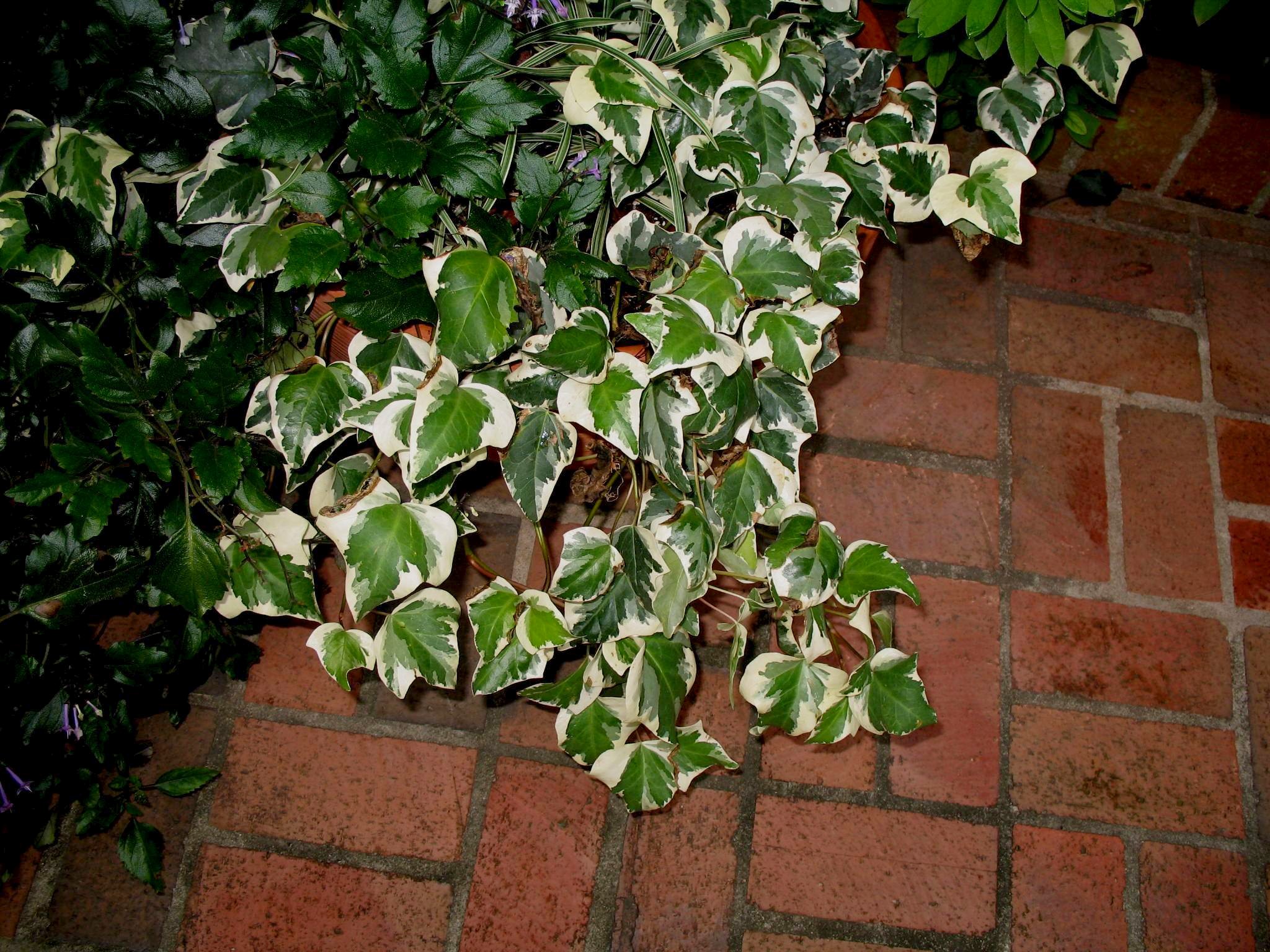 Online Plant Guide - Hedera helix 'Variegata' / Variegated English Ivy