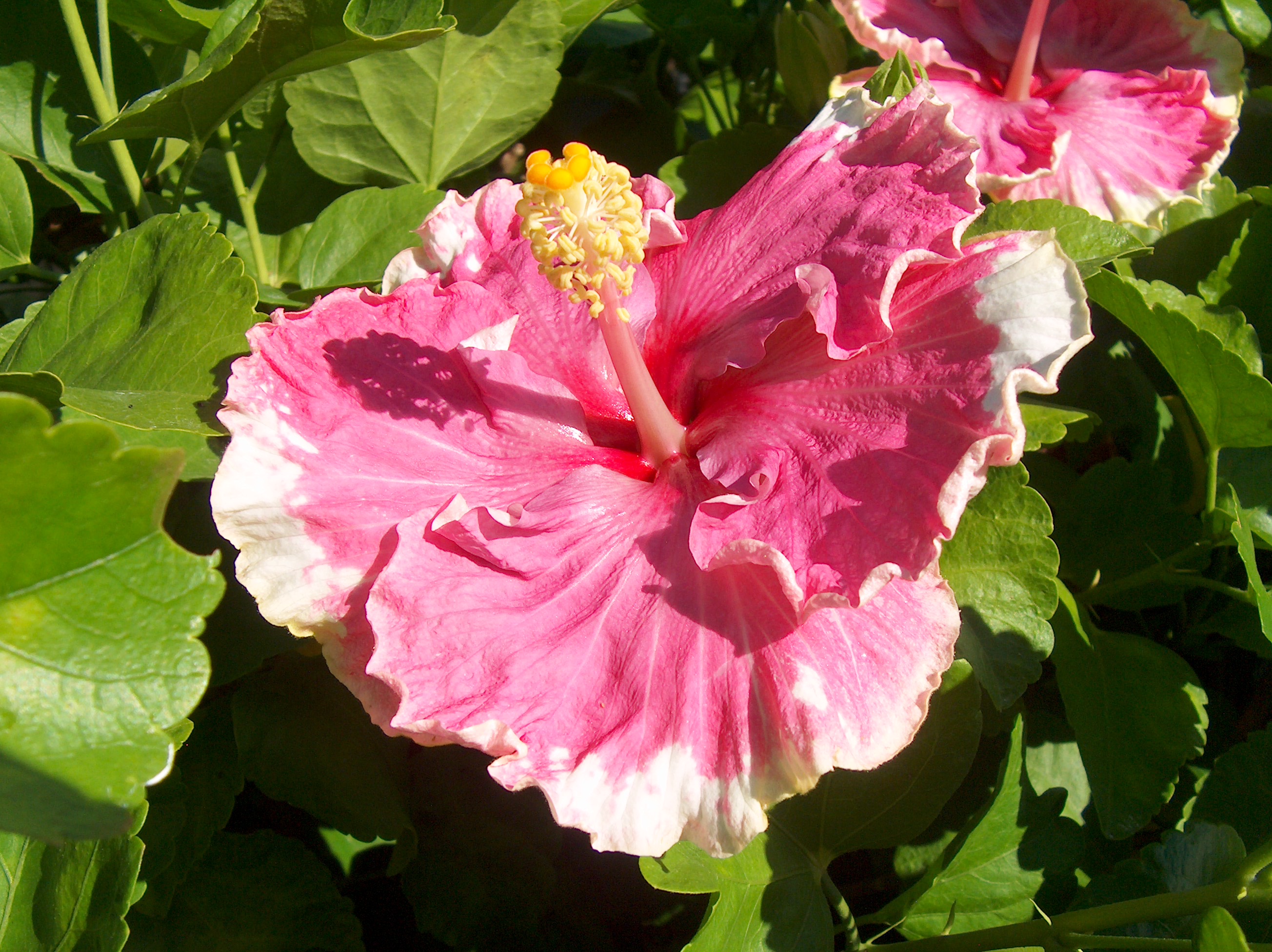 Online Plant Guide - Hibiscus rosa-sinensis 'C'est Bon' / C'est Bon ...