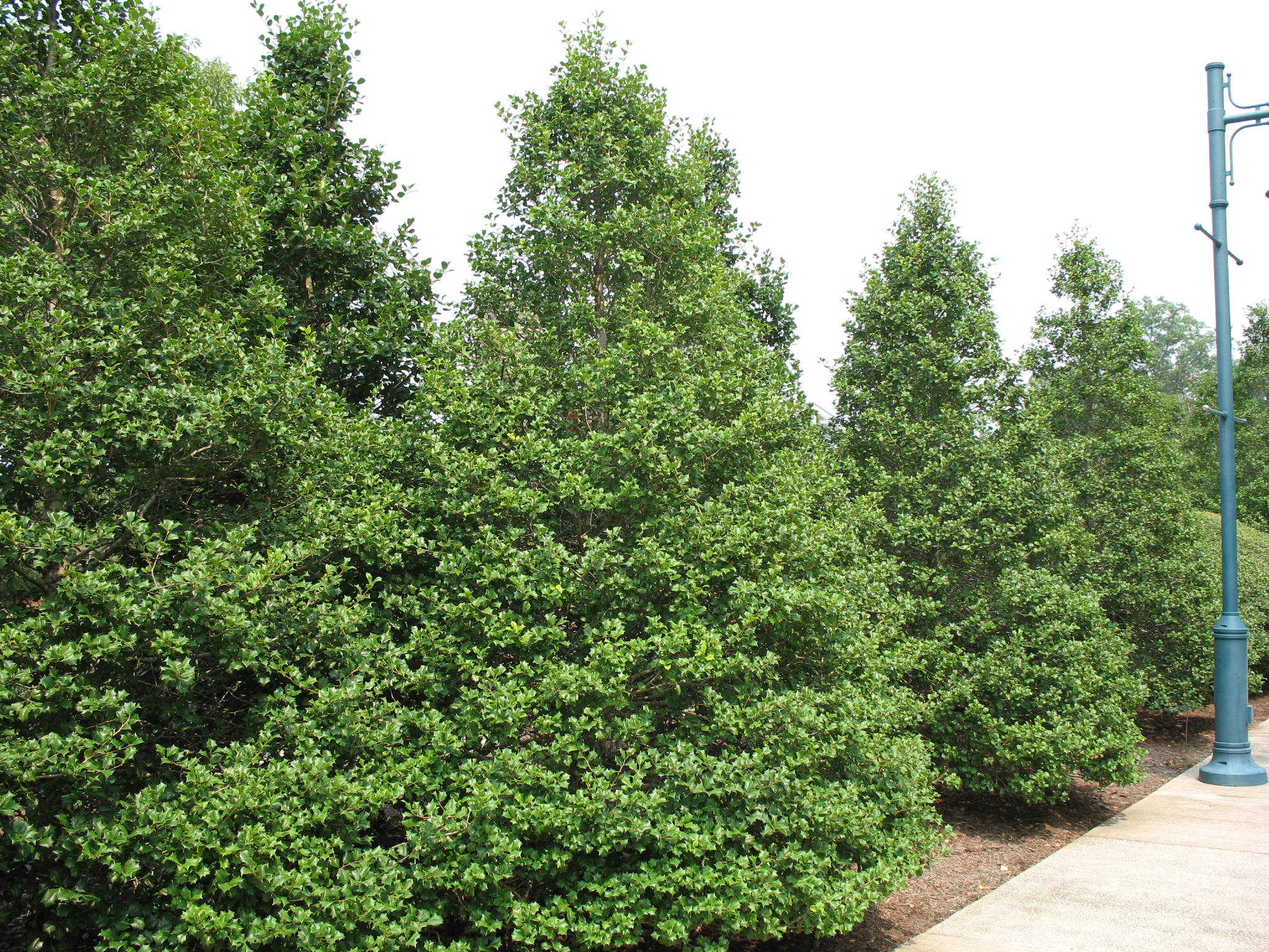 Online Plant Guide - Ilex opaca 'Miss Helen' / Miss Helen American Holly