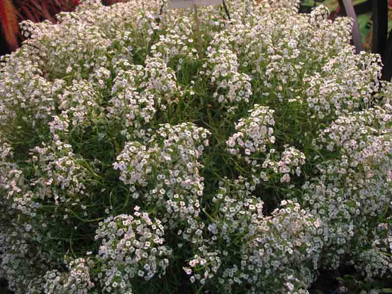 Online Plant Guide - Lobularia 'Snow Princess' / Snow Princess Alyssum