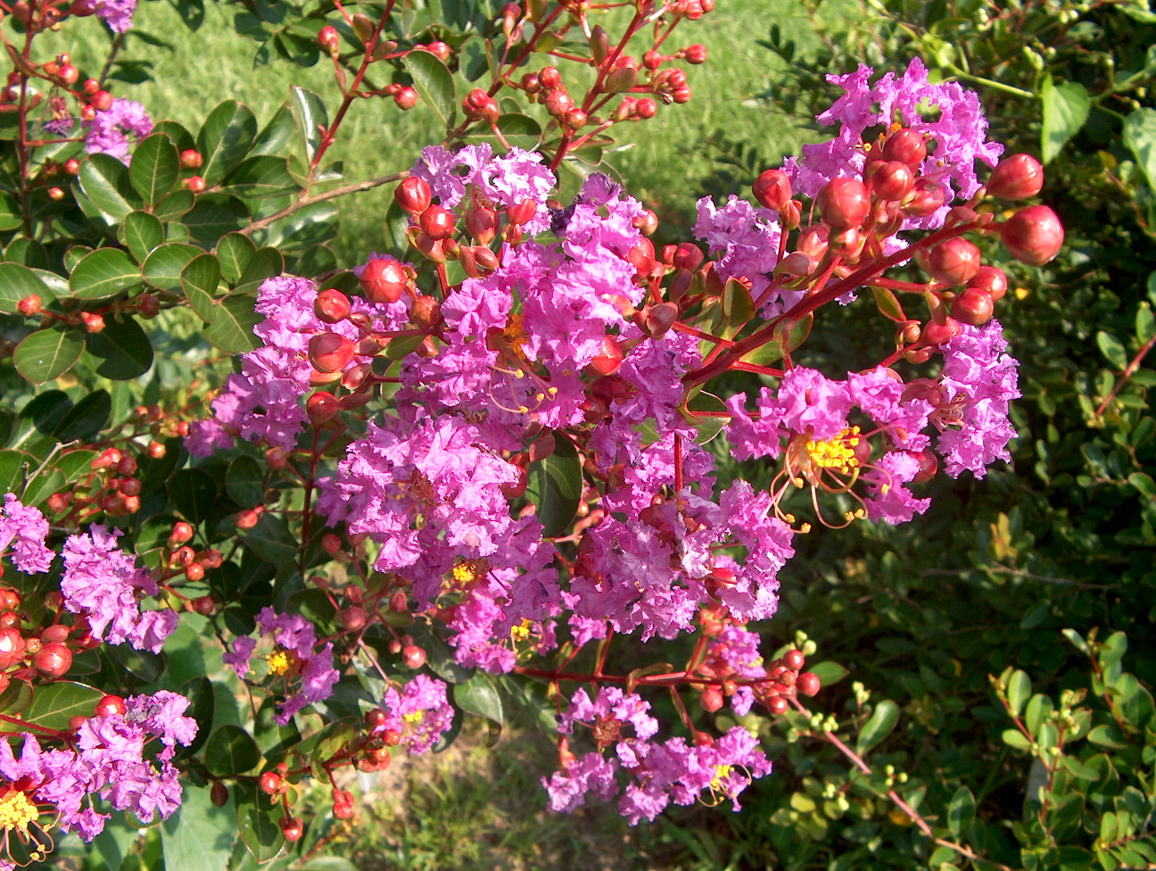 Online Plant Guide - Lagerstroemia indica 'Orlando' / Orlando Crape Myrtle