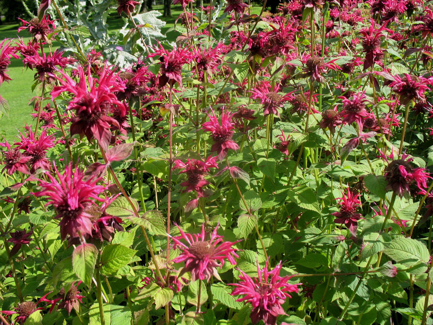 Online Plant Guide - Monarda x 'Raspberry Wine' / Raspberry Wine Bee Balm