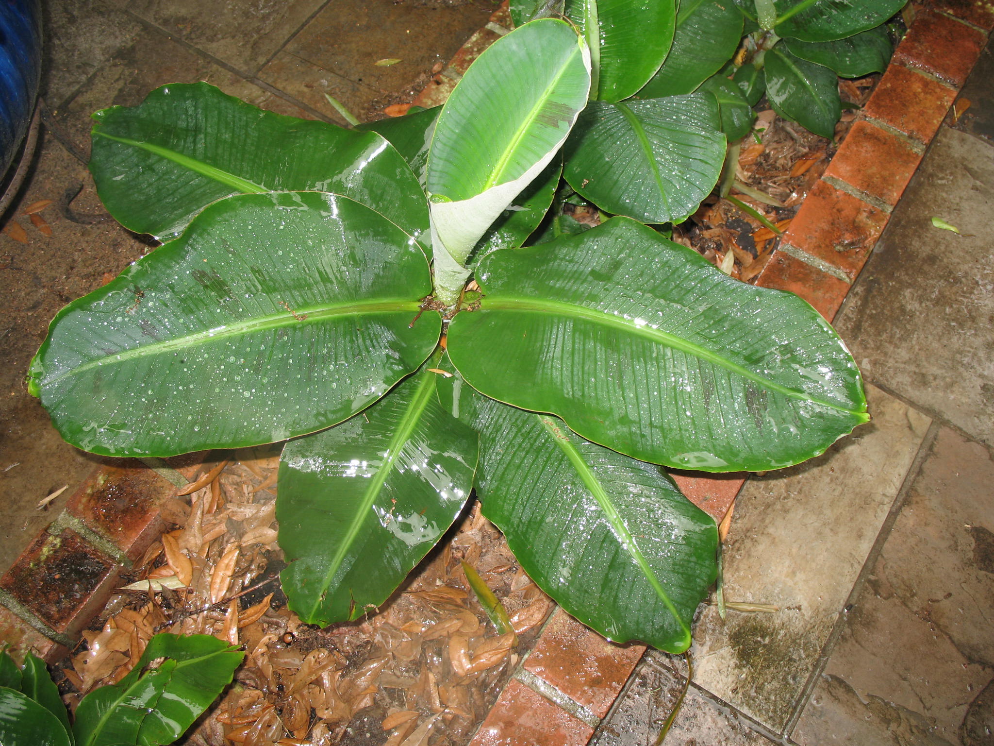 Online Plant Guide - Musa 'Truly Tiny' / Truly Tiny Banana