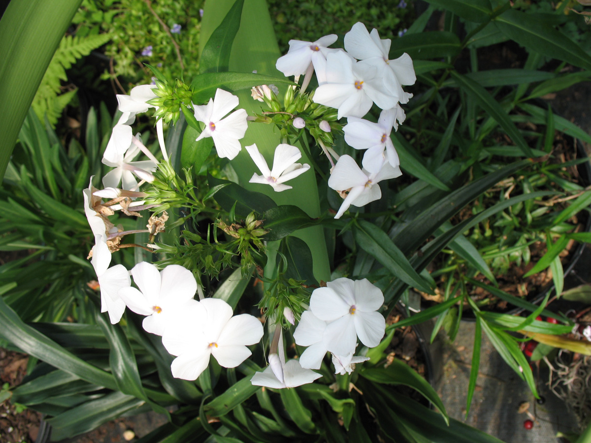 Online Plant Guide - Phlox x 'Minnie Pearl' / Minnie Pearl Phlox