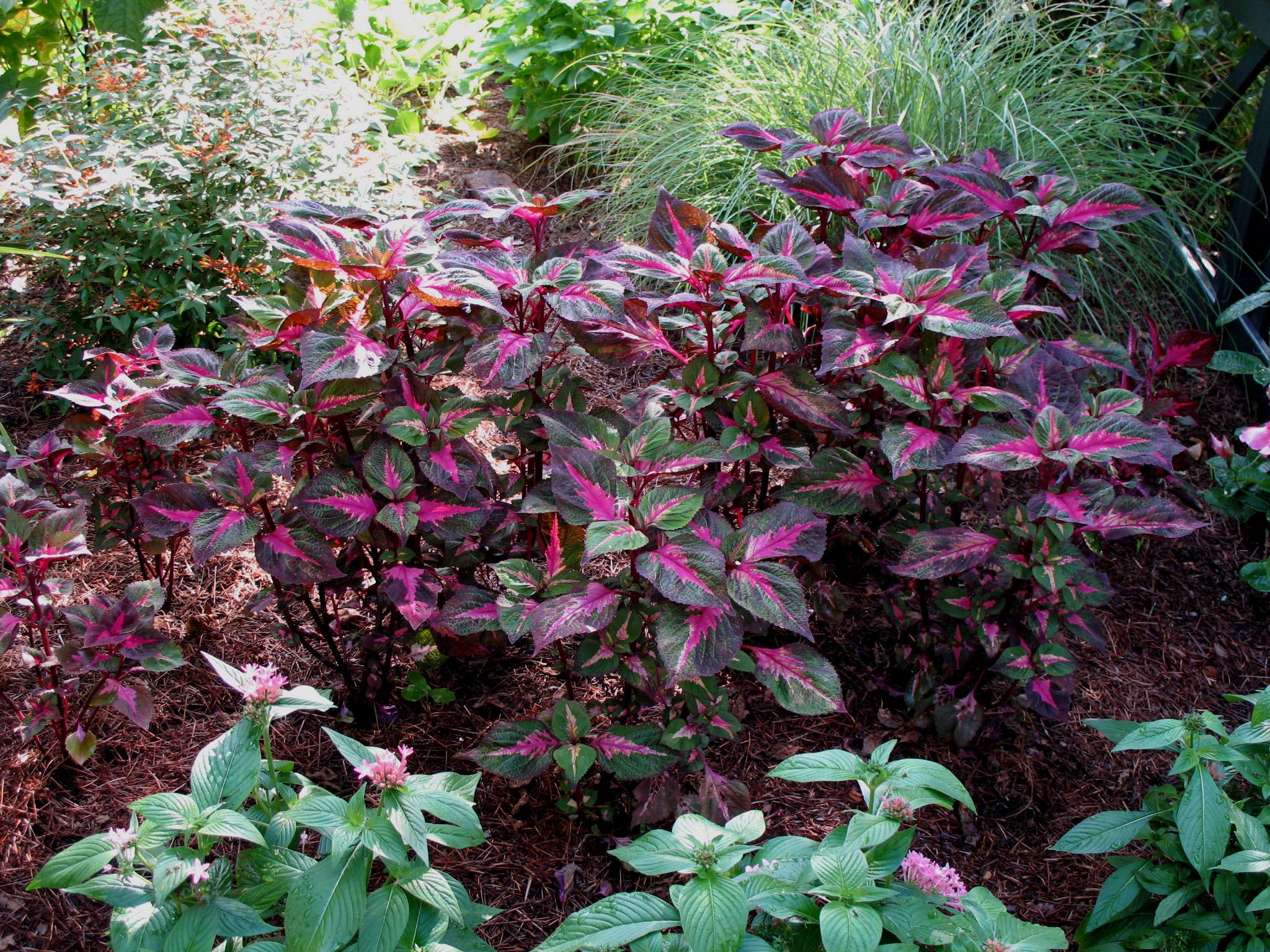 Online Plant Guide - Perilla species / Perilla