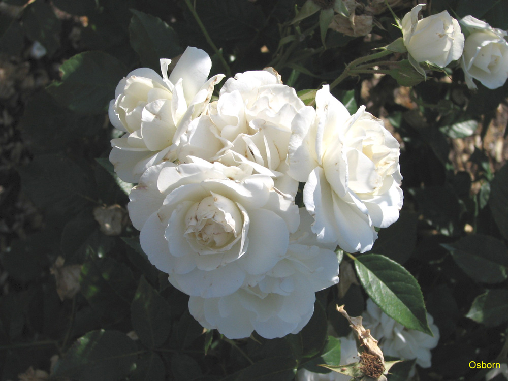 Online Plant Guide - Rosa 'Iceberg' / Iceberg Rose