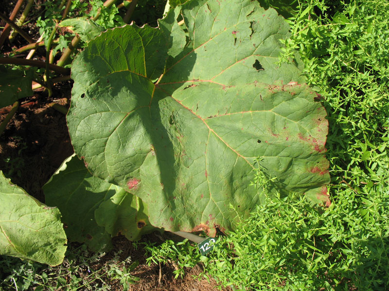 Online Plant Guide - Rheum palmatum 'Atrosanguineum' / Ornamental Rhubarb