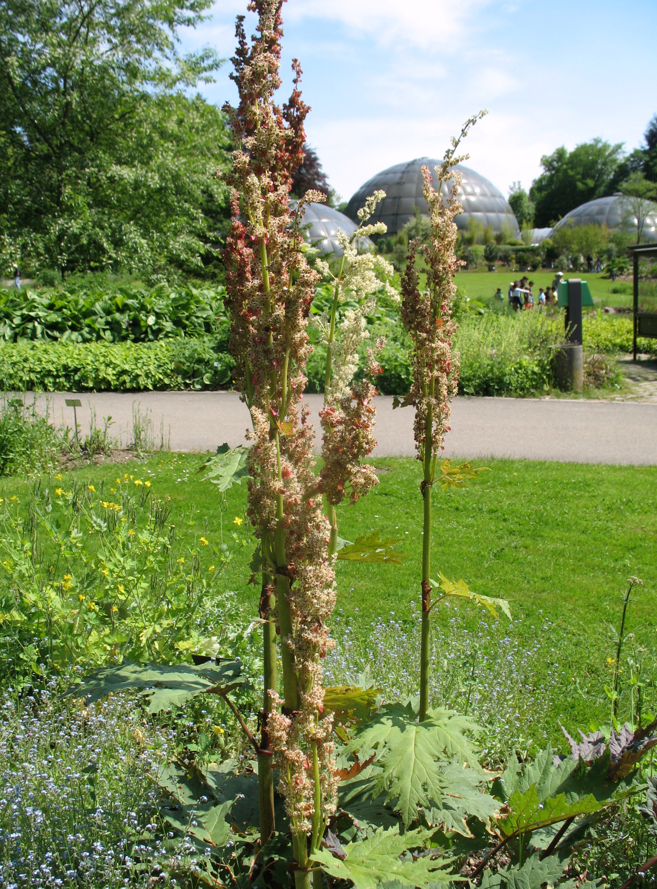 Online Plant Guide - Rheum palmatum / Chinese Rhubarb, Turkey Rhubarb ...