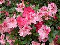 OnlinePlantGuide.com - Plant Information and Pictures
