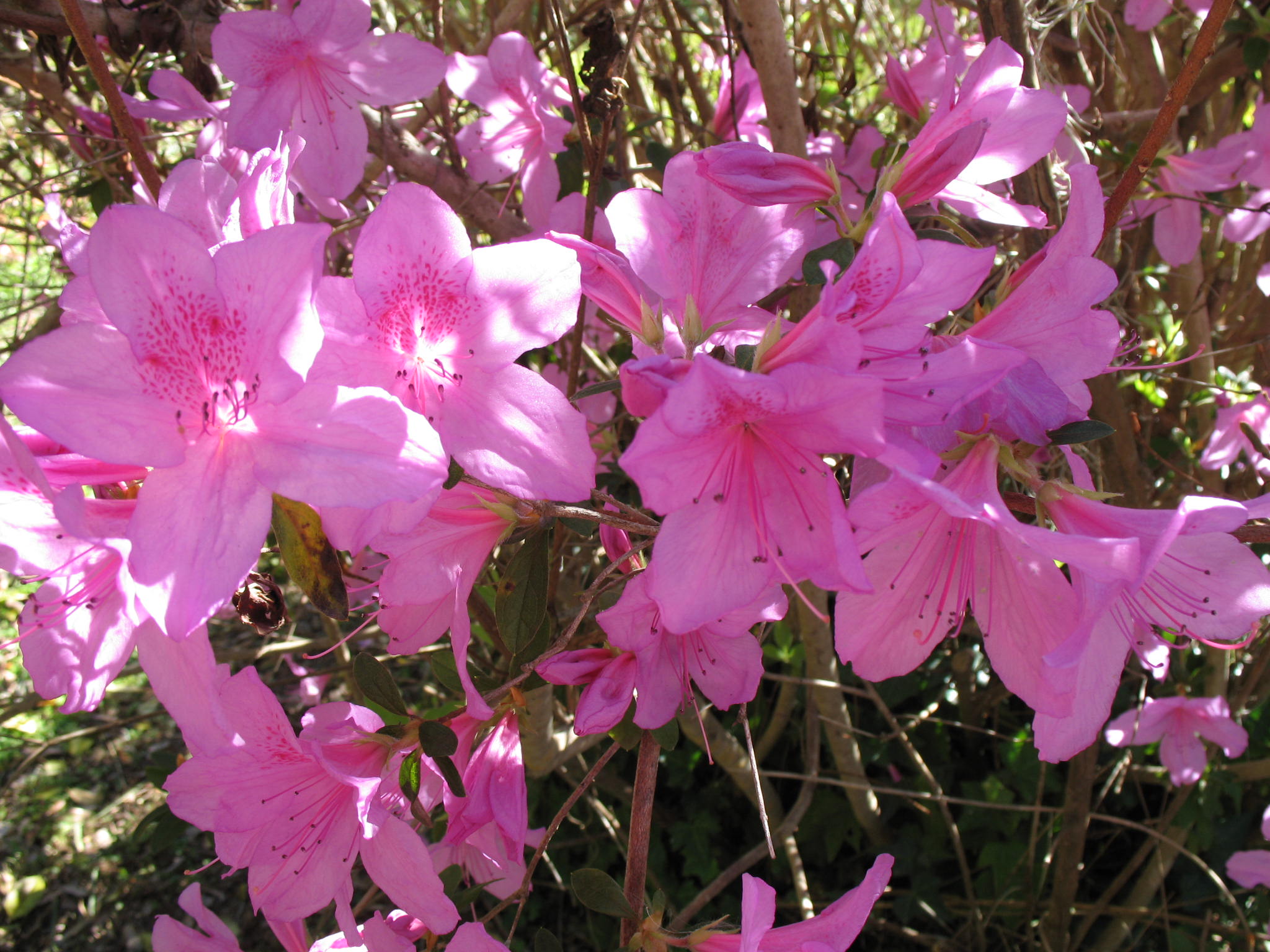 Online Plant Guide - Rhododendron 'Rosedown Pink' / Rosedown Pink Azalea