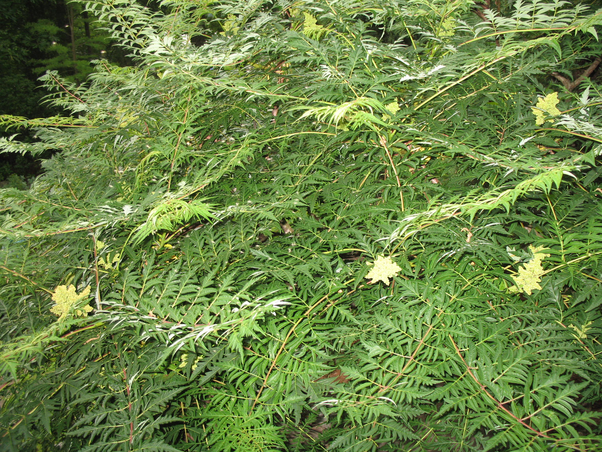 Online Plant Guide - Rhus typhina 'Laciniata' / Staghorn Sumac