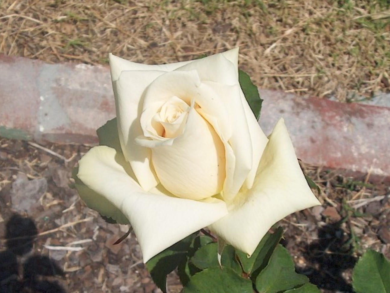 Online Plant Guide - Rosa 'Mystic' / Mystic Rose
