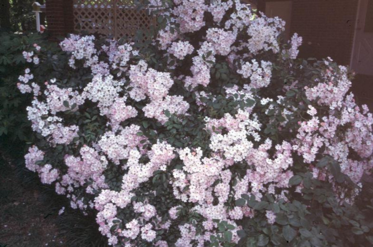 Online Plant Guide - Rosa 'Simplicity' / Simplicity Rose