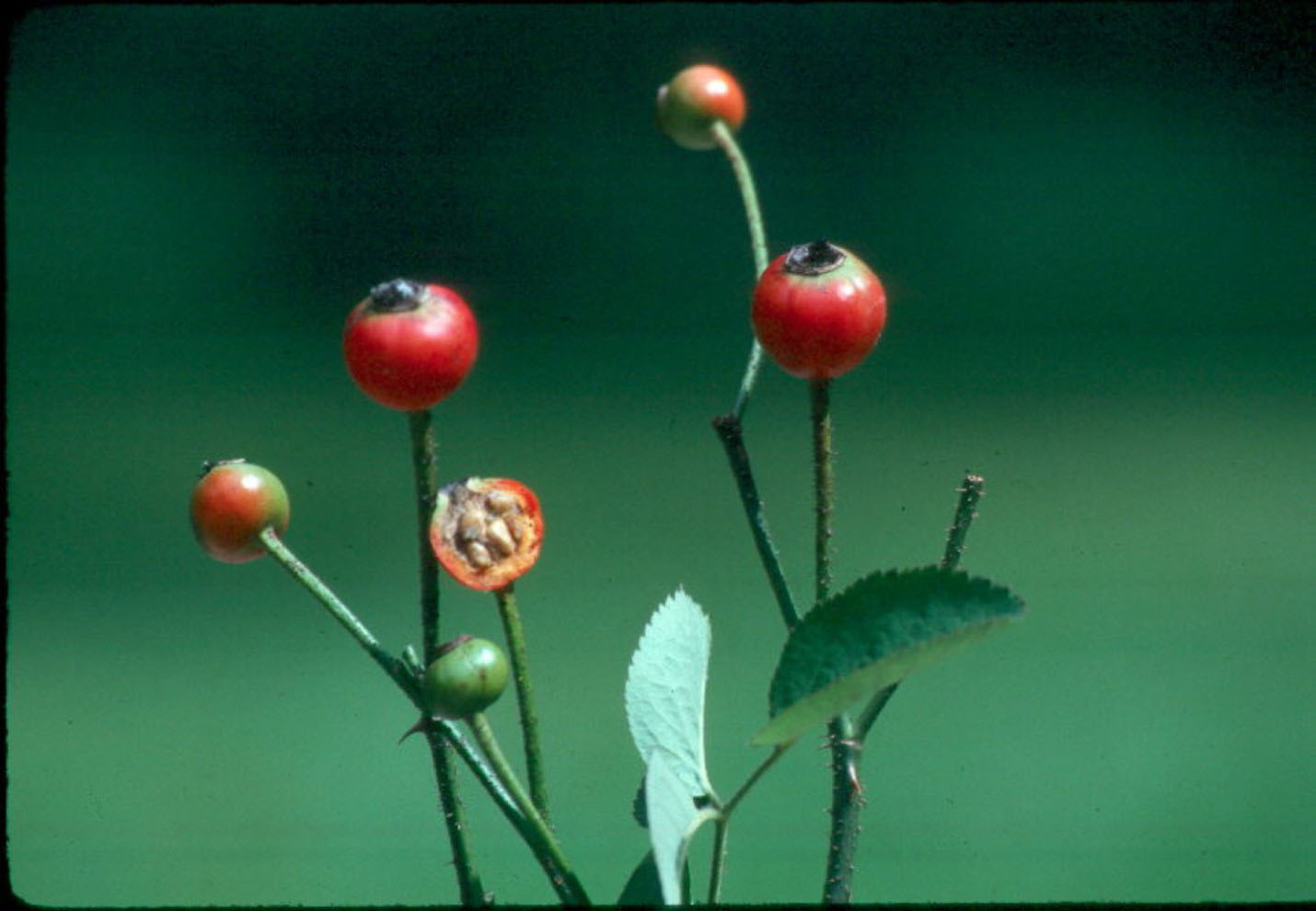 Online Plant Guide - Rosa hybrida / Hip of Rose