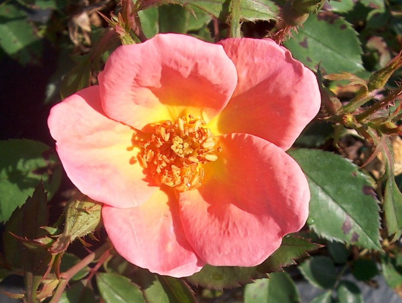 Online Plant Guide - Rosa 'Rainbow Knock Out' / Rainbow Knock Out Rose