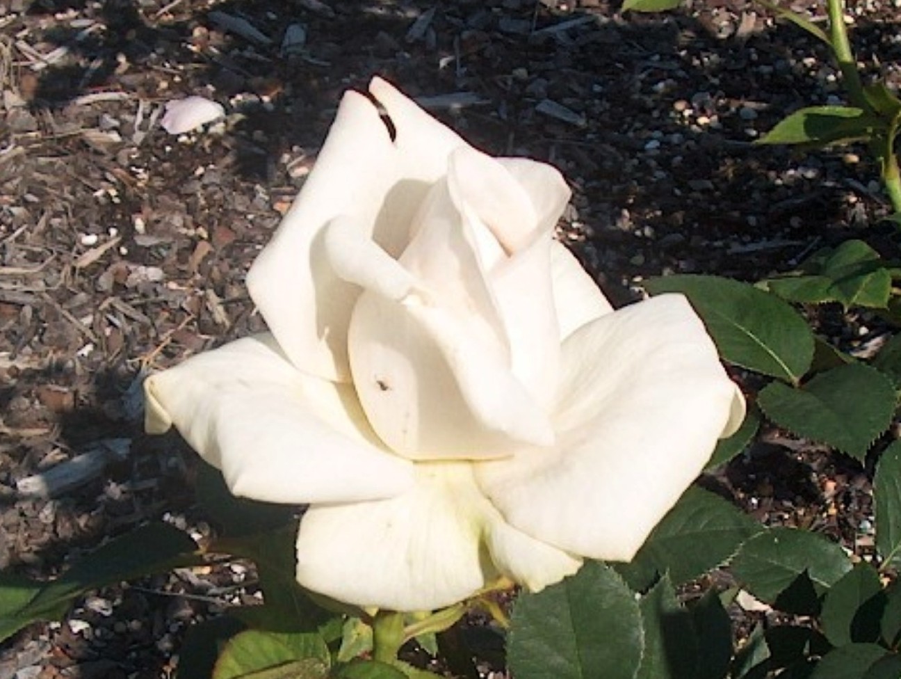 Online Plant Guide - Rosa 'Sheer Bliss' / Sheer Bliss Rose