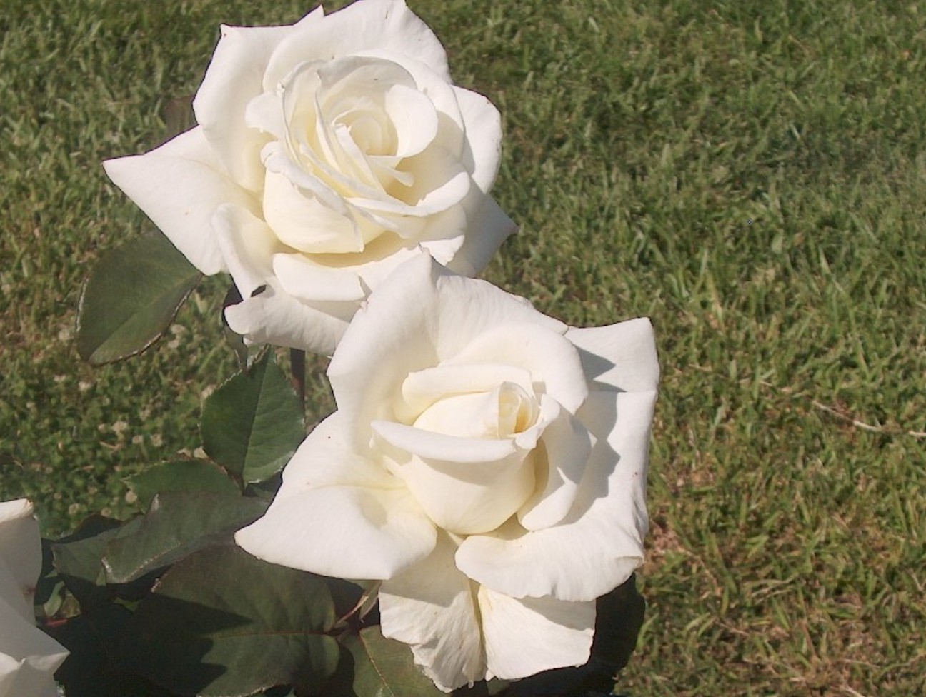 Online Plant Guide - Rosa 'White Success' / White Success Rose