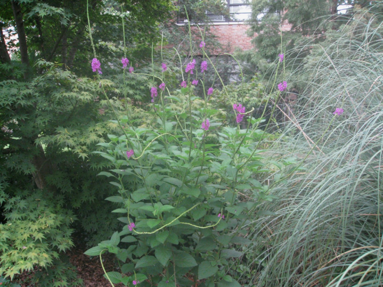 Online Plant Guide - Stachytarpheta urticifolia / Porter Weed