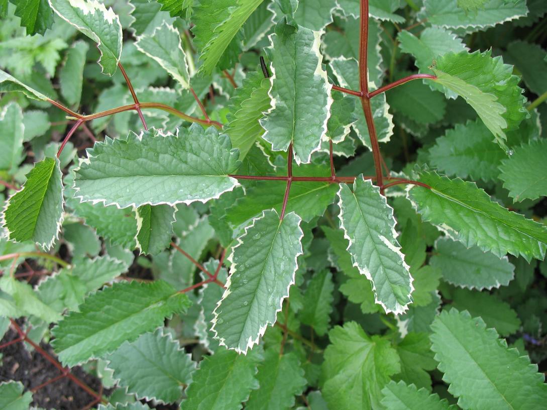 Online Plant Guide - Sanguisorba officinalis 'Margined Variegata ...