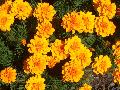 OnlinePlantGuide.com - Annuals