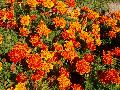 OnlinePlantGuide.com - Annuals