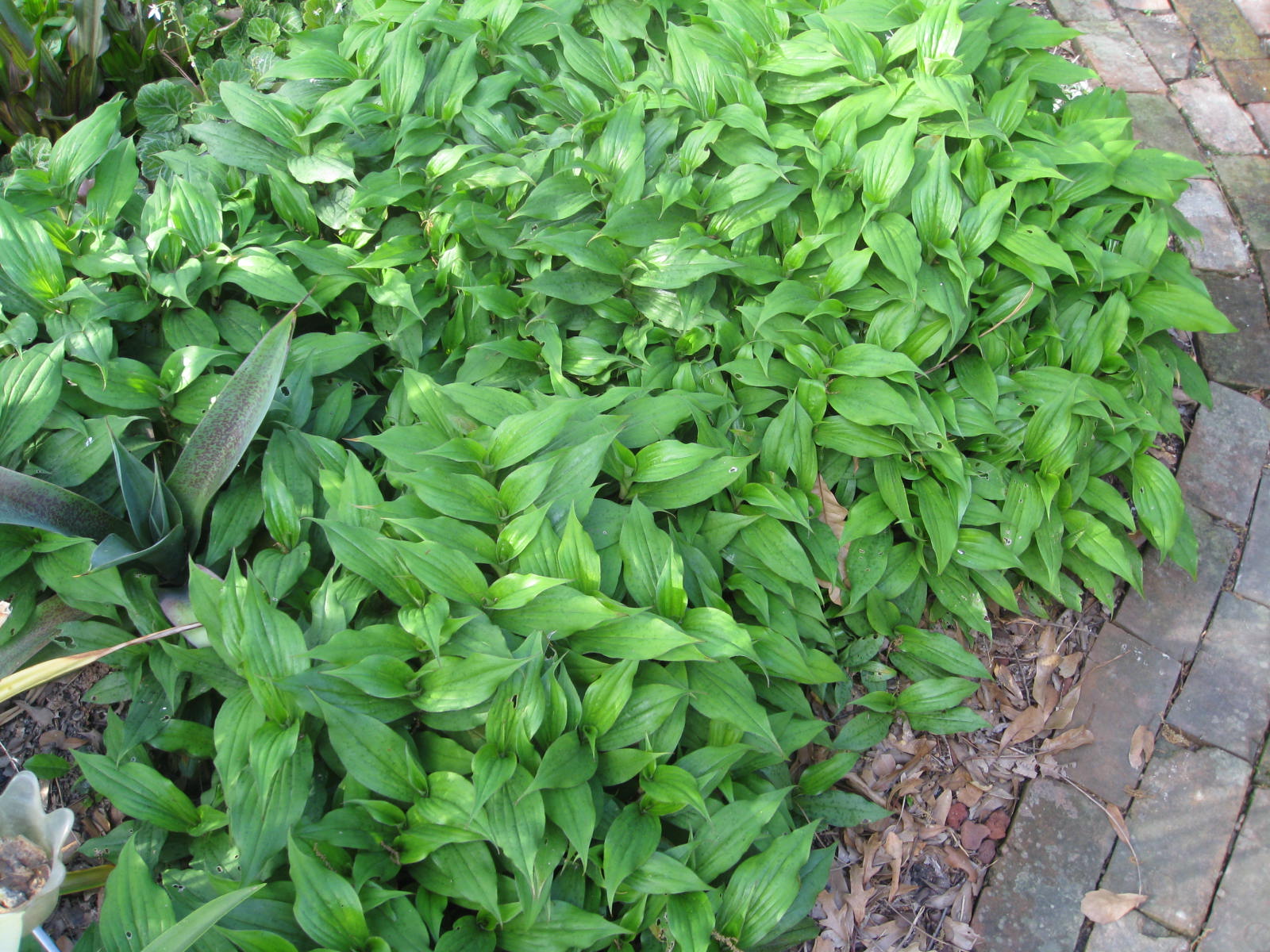 Online Plant Guide - Tricyrtis formosana / Toad Lily
