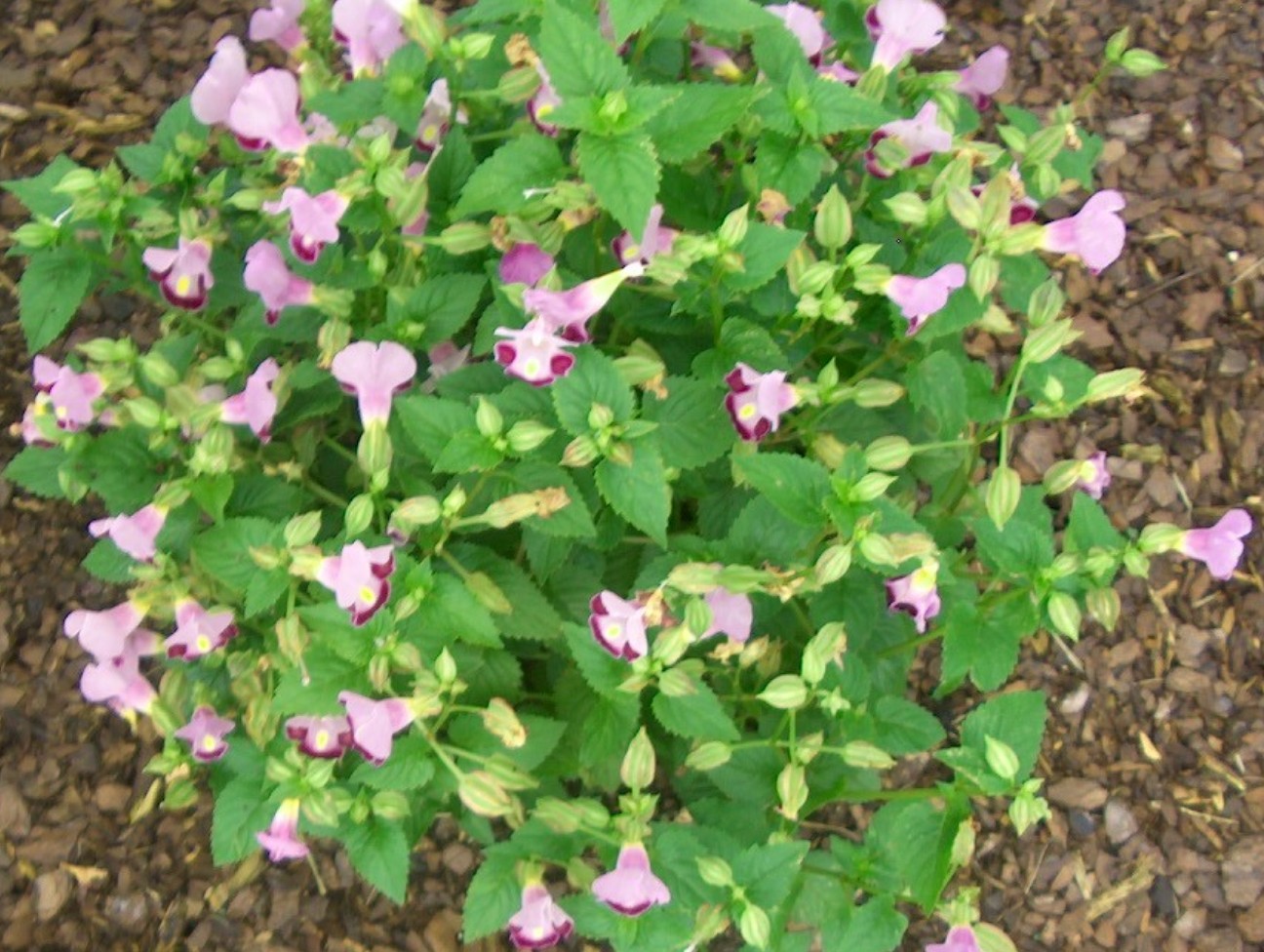 Online Plant Guide - Torenia fournieri 'Clown Rose' / Clown Rose Torenia