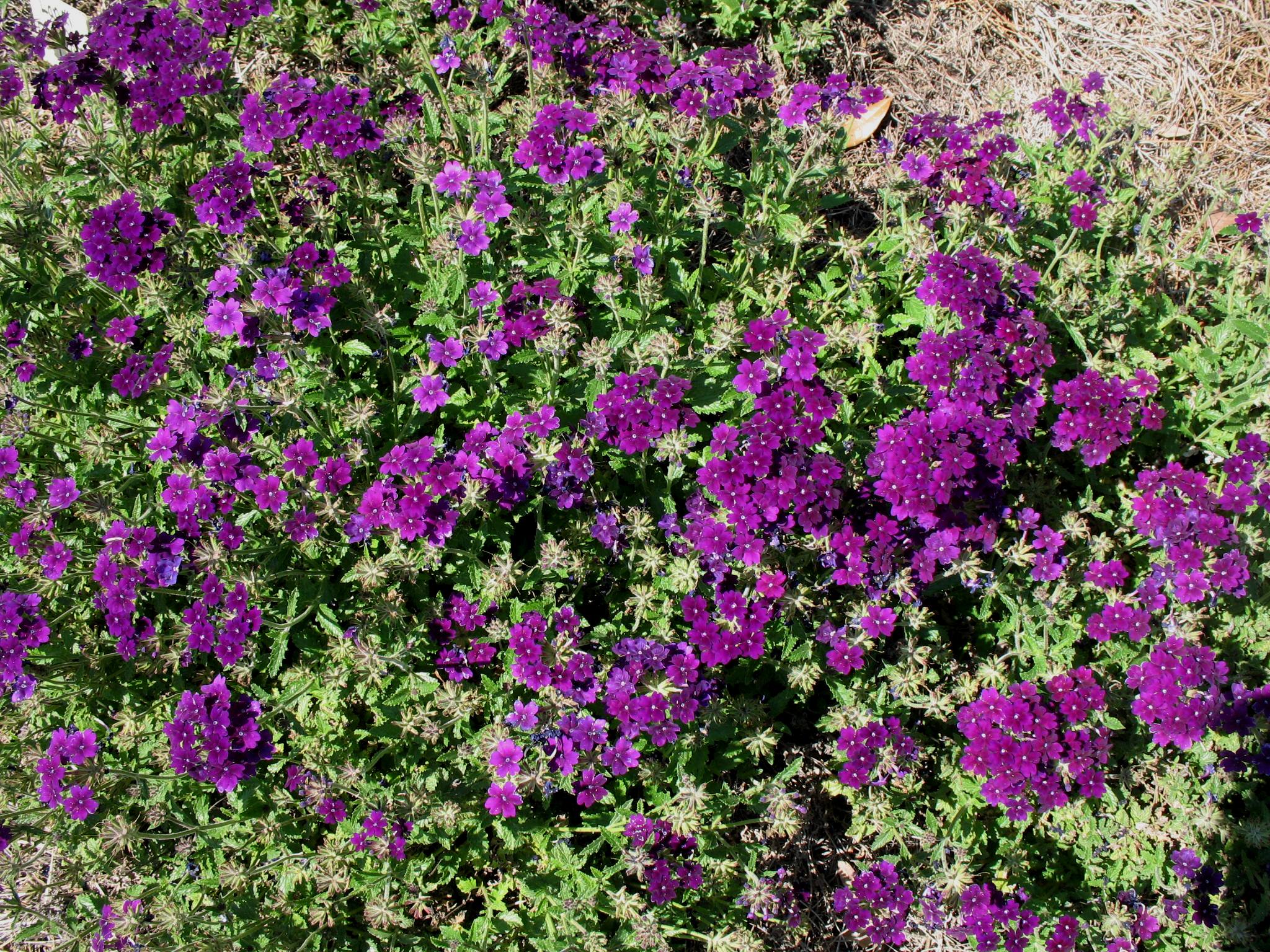 Online Plant Guide - Verbena 'Lanai Deep Purple' / Lanai Verbena