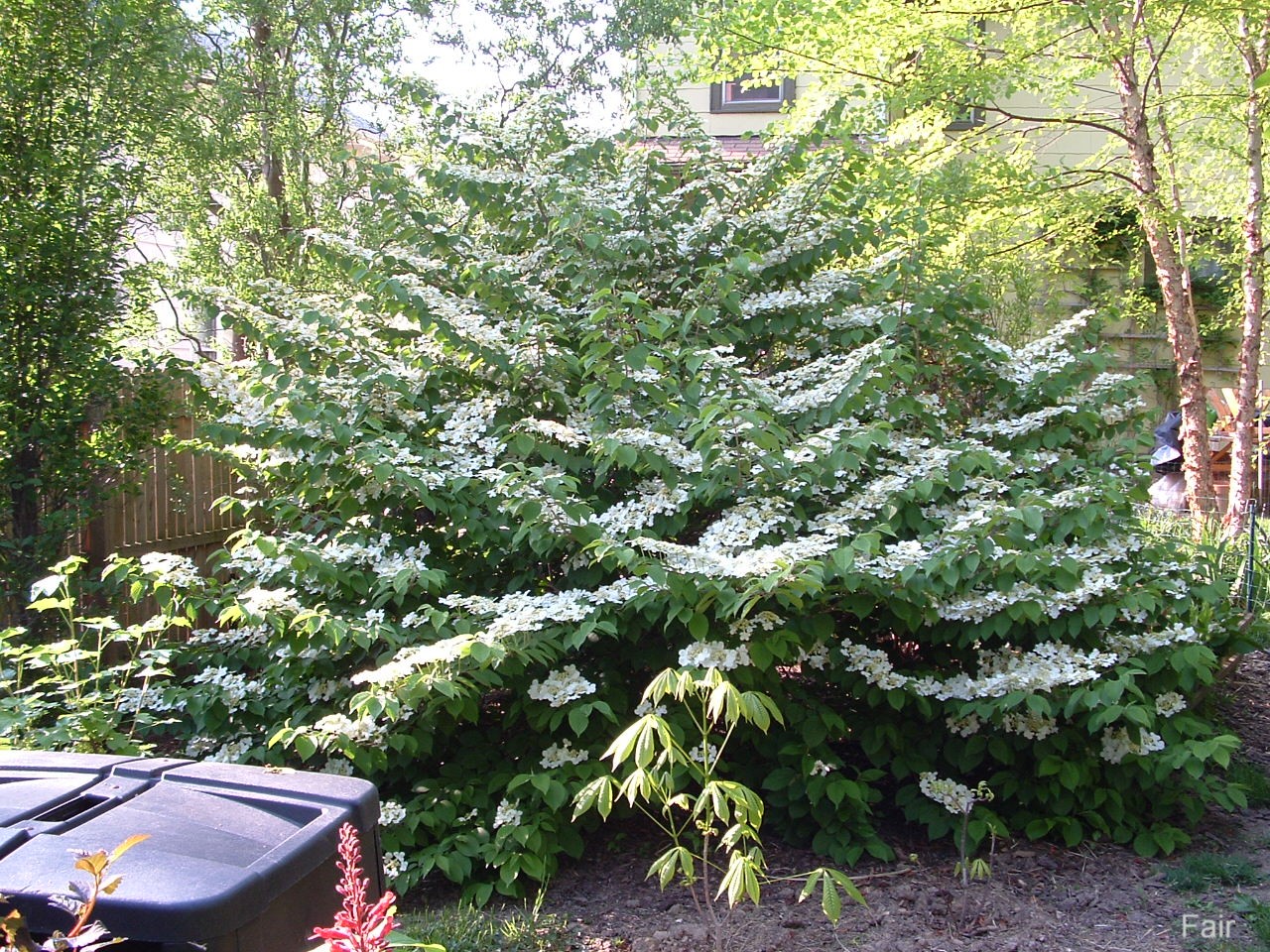 Online Plant Guide - Viburnum plicatum 'Mariesii' / Mariesii Doublefile ...